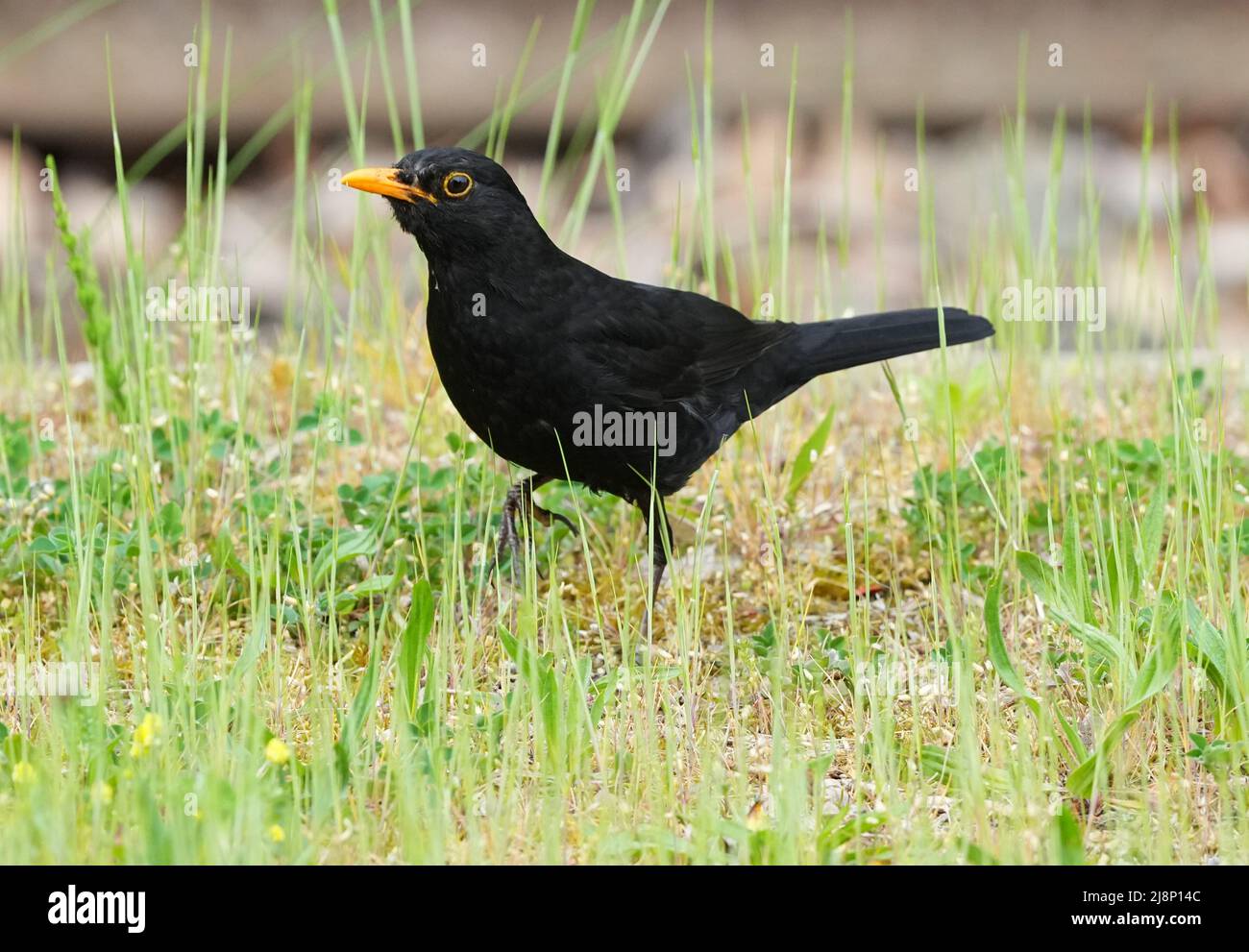 Kyritz, Germany. 11th May, 2022. A blackbird goes foraging next to the ...