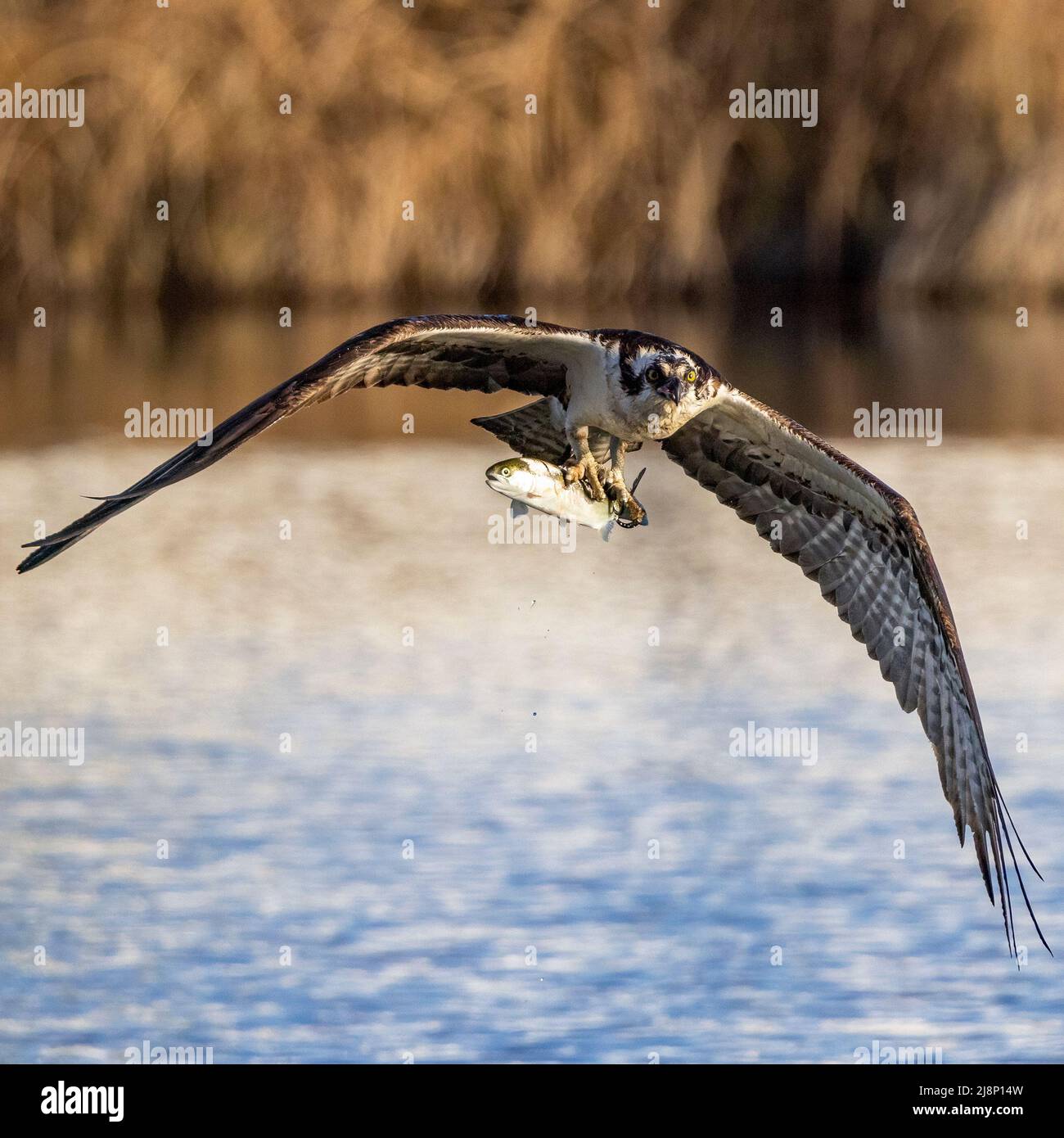 Osprey (Pandion haliaetus) in flight grasping fish with talons in warm ...