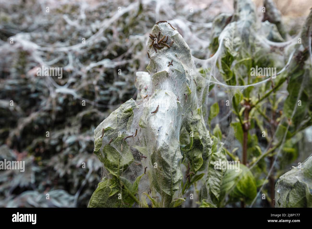 A ghostly silken protective web covering in St. James's Park in London ...