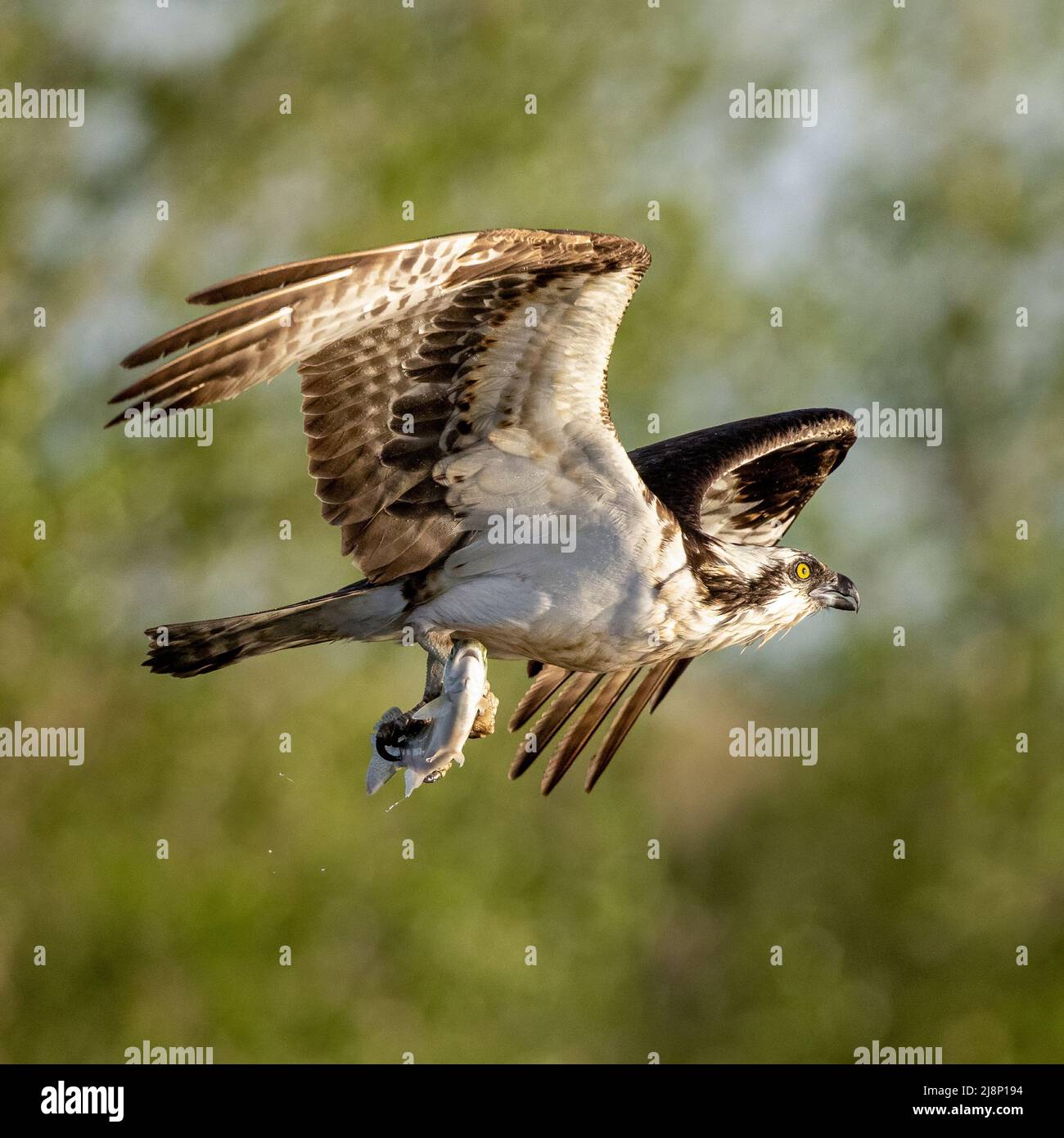 Osprey (Pandion haliaetus) in flight grasping fish with talons in warm ...