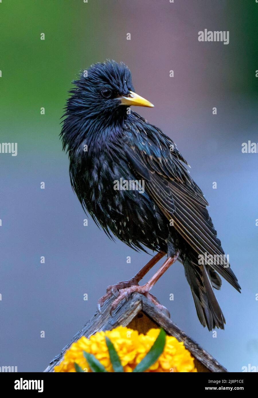 A Starling posing on a bird house roof Stock Photo - Alamy