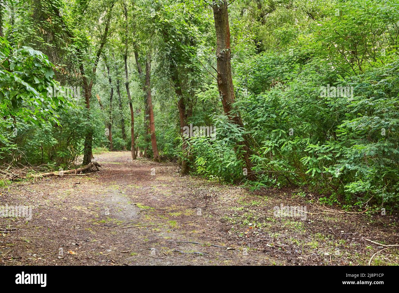 Idyllic forest scene bright hi-res stock photography and images - Alamy