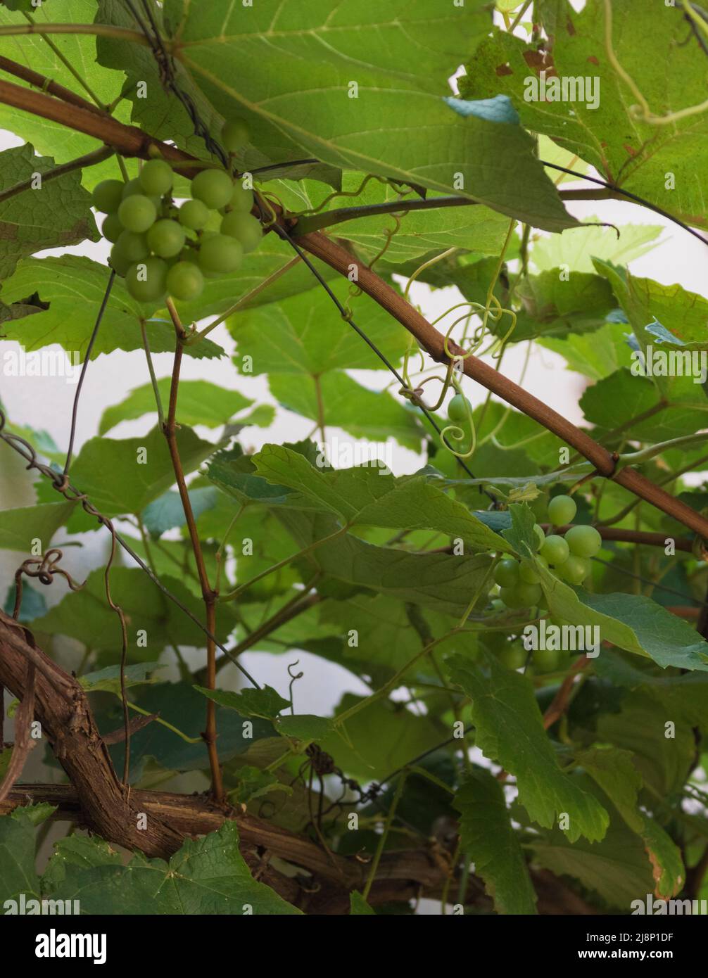 Sweet green grape on the vine ready for harvest concept image Stock ...