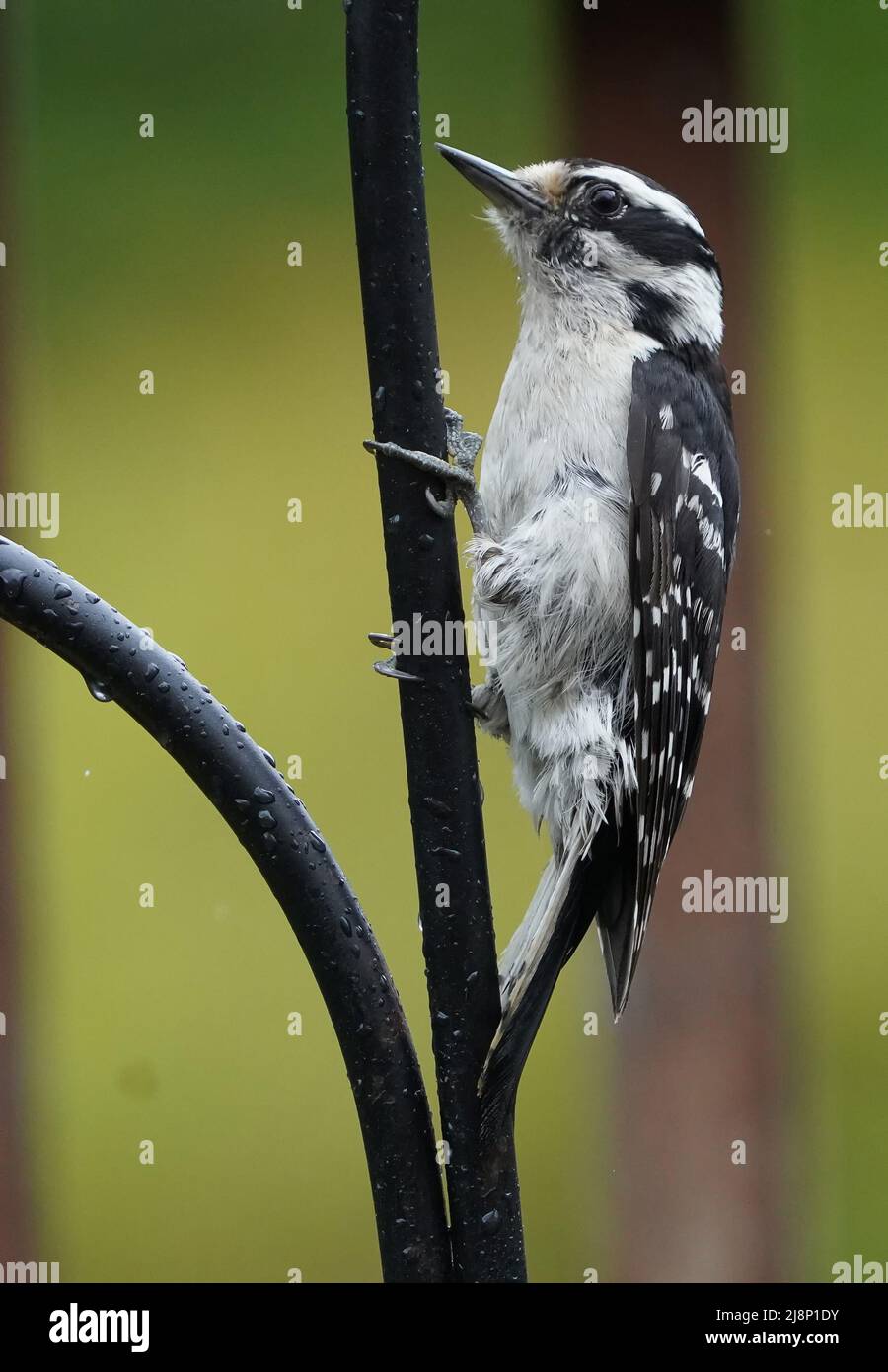 Woodpecker bar hi-res stock photography and images - Alamy