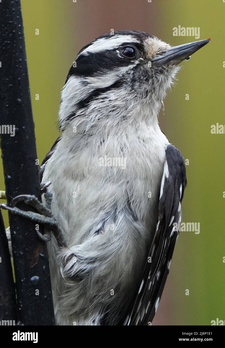 Woodpecker bar hi-res stock photography and images - Alamy