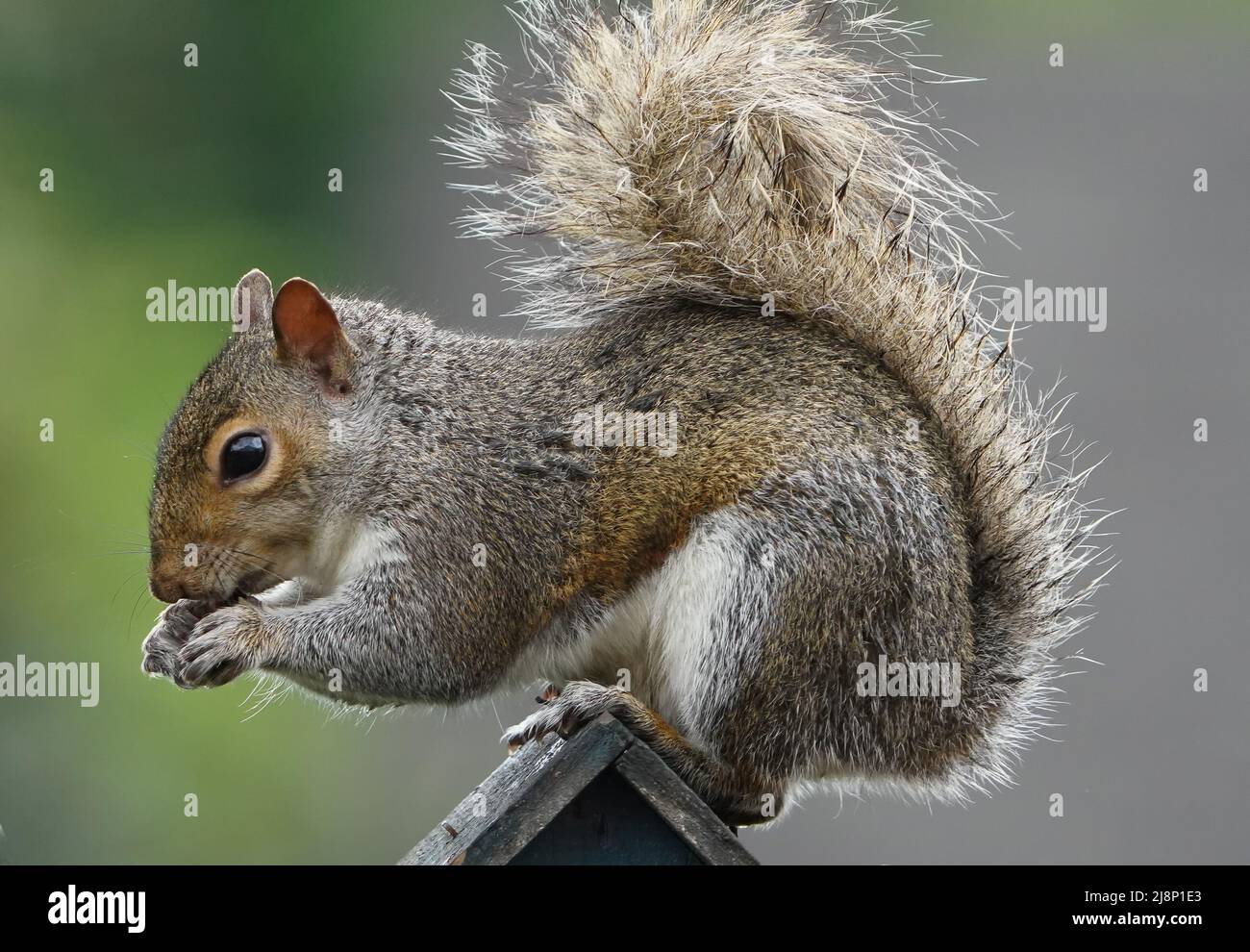 Squirrel on the roof of a bird house with a peanut Stock Photo - Alamy