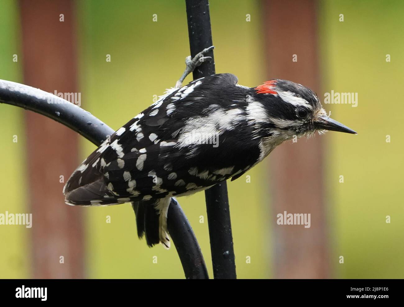 Woodpecker bar hi-res stock photography and images - Alamy