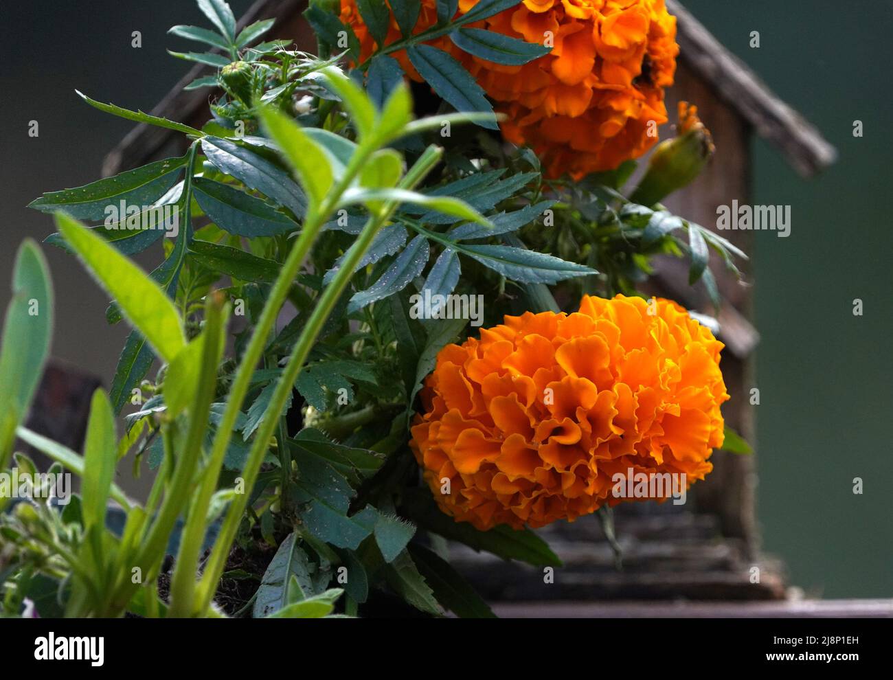 Flower Arrangement In Front Of A Bird House Stock Photo Alamy flower-arrangement-in-front-of-a-bird-house-stock-photo-alamy