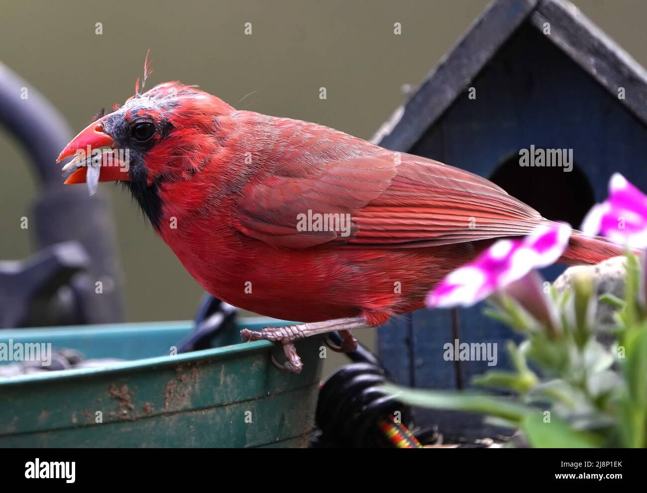 Wet northern cardinal hi-res stock photography and images - Alamy