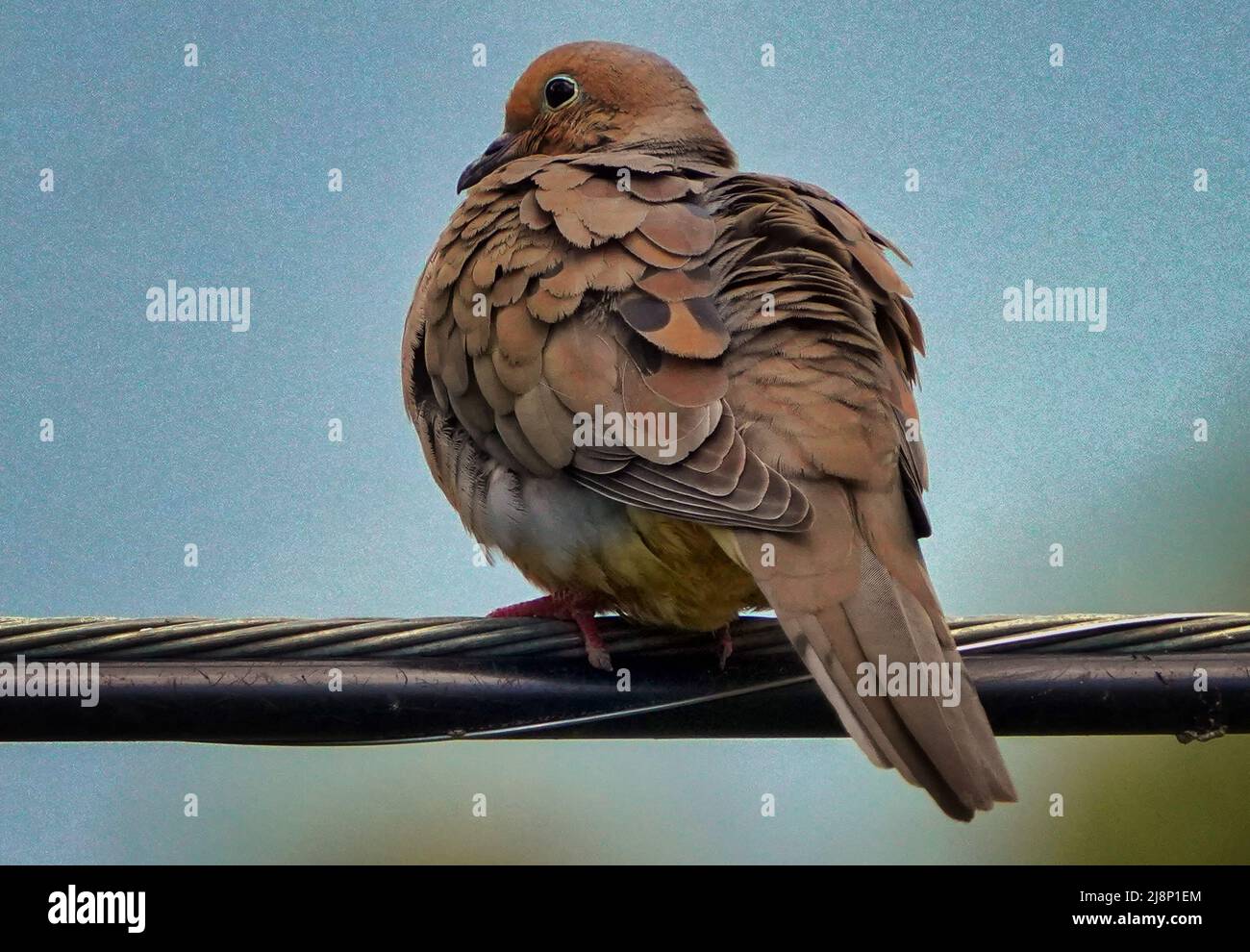 Dove resting hi-res stock photography and images - Alamy