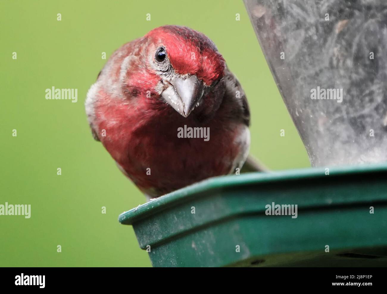 House Finch fon a high metal bar Stock Photo - Alamy