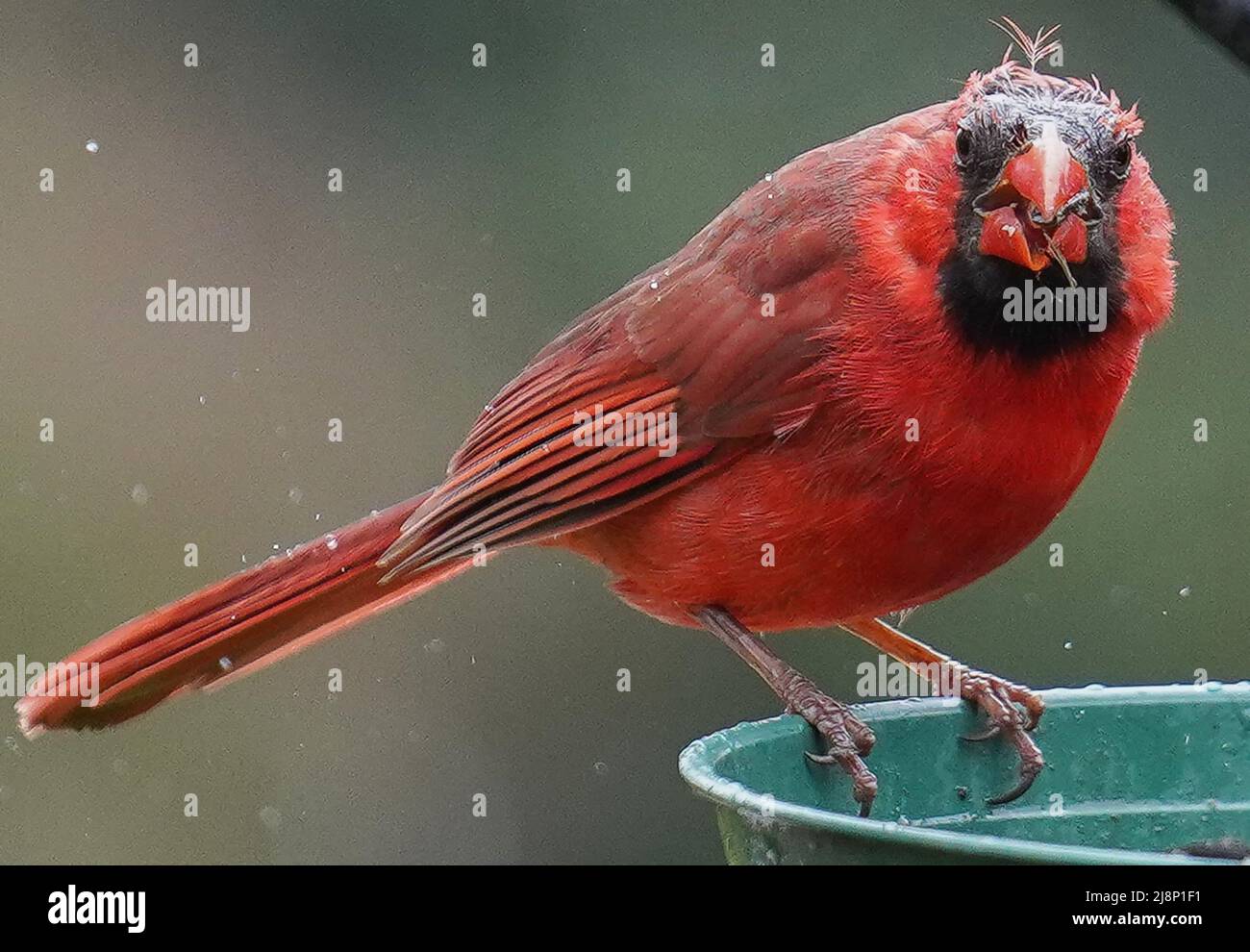 Wet northern cardinal hi-res stock photography and images - Alamy