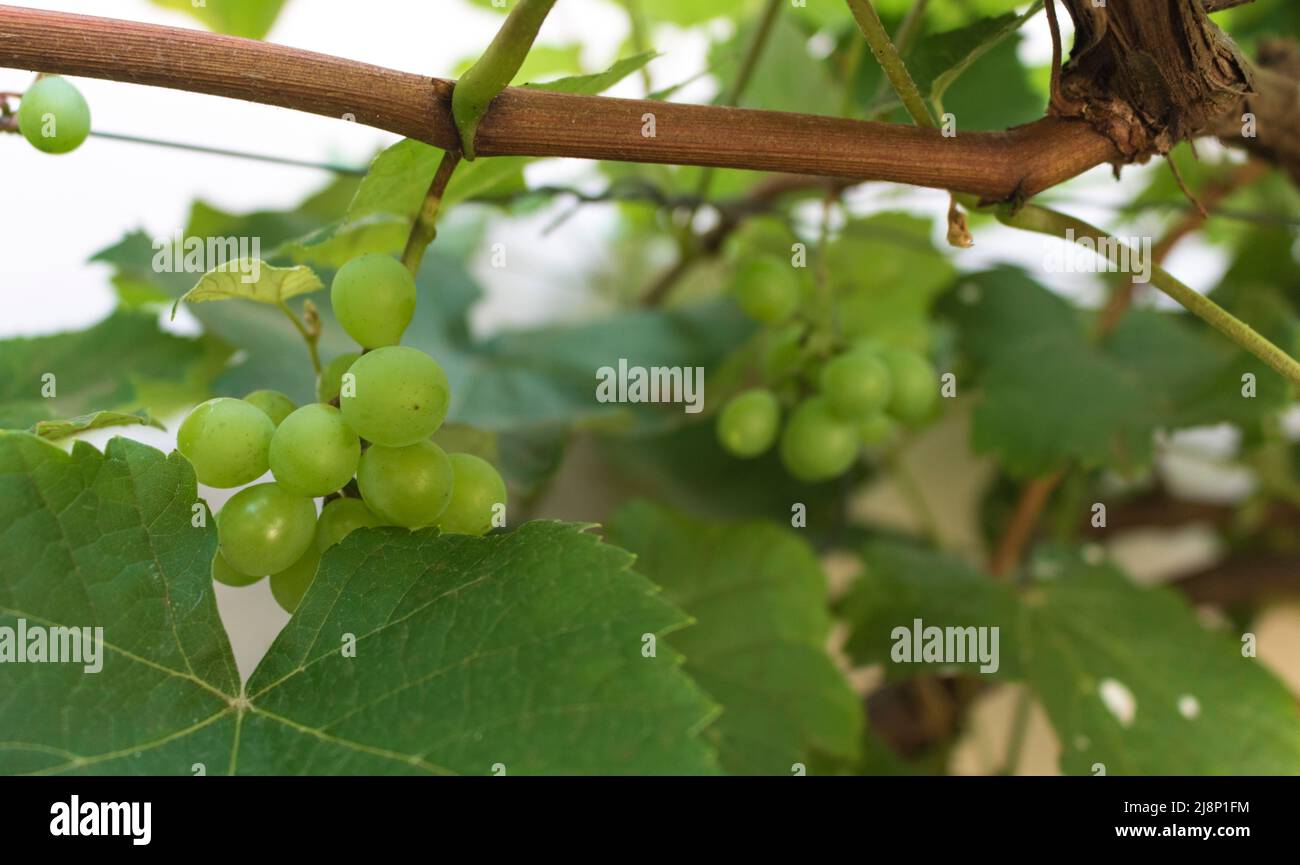 Sweet green grape on the vine ready for harvest concept image Stock ...