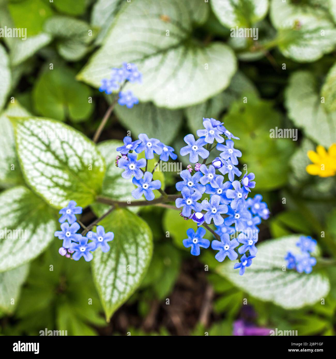 Brunnera variegata hi-res stock photography and images - Alamy