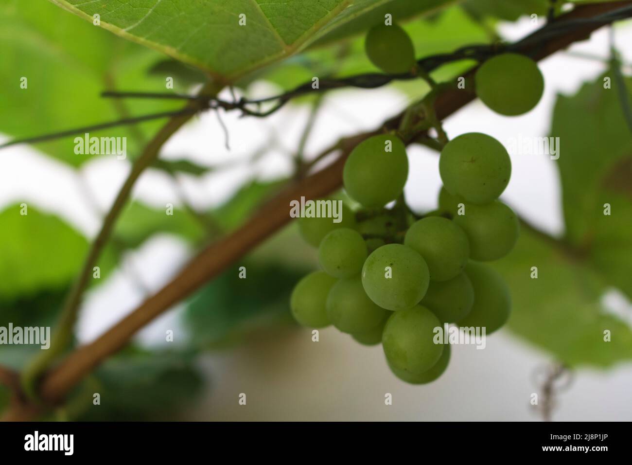 Sweet green grape on the vine ready for harvest concept image Stock ...