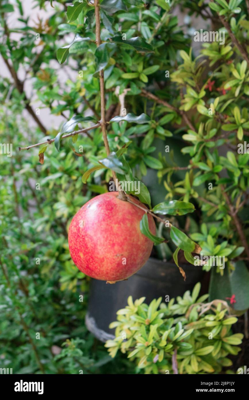 Focus on the famous Brazilian fruit called Roma Stock Photo - Alamy