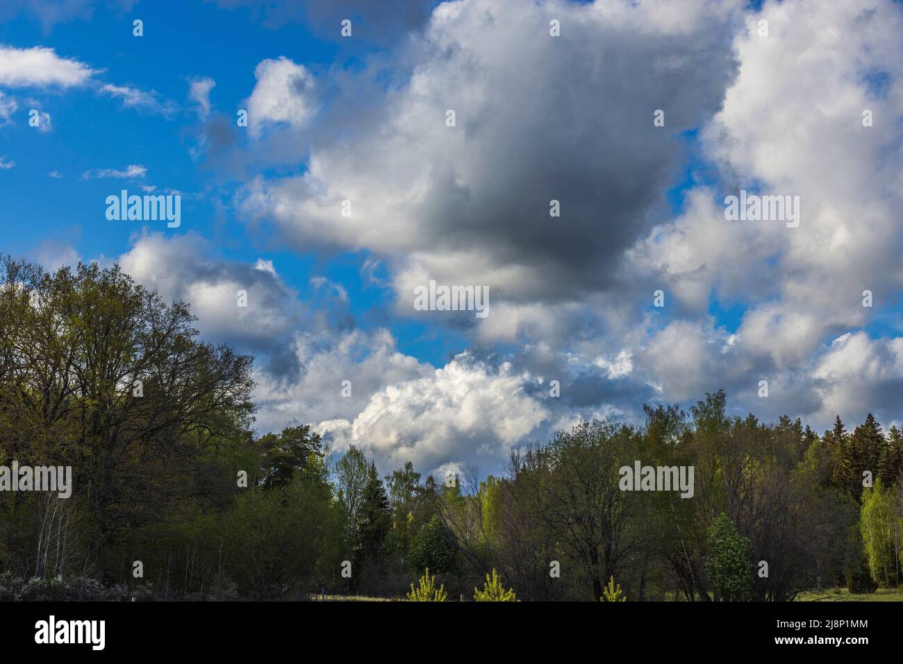Beautiful landscape view of green spring forest with cumulus clouds ...