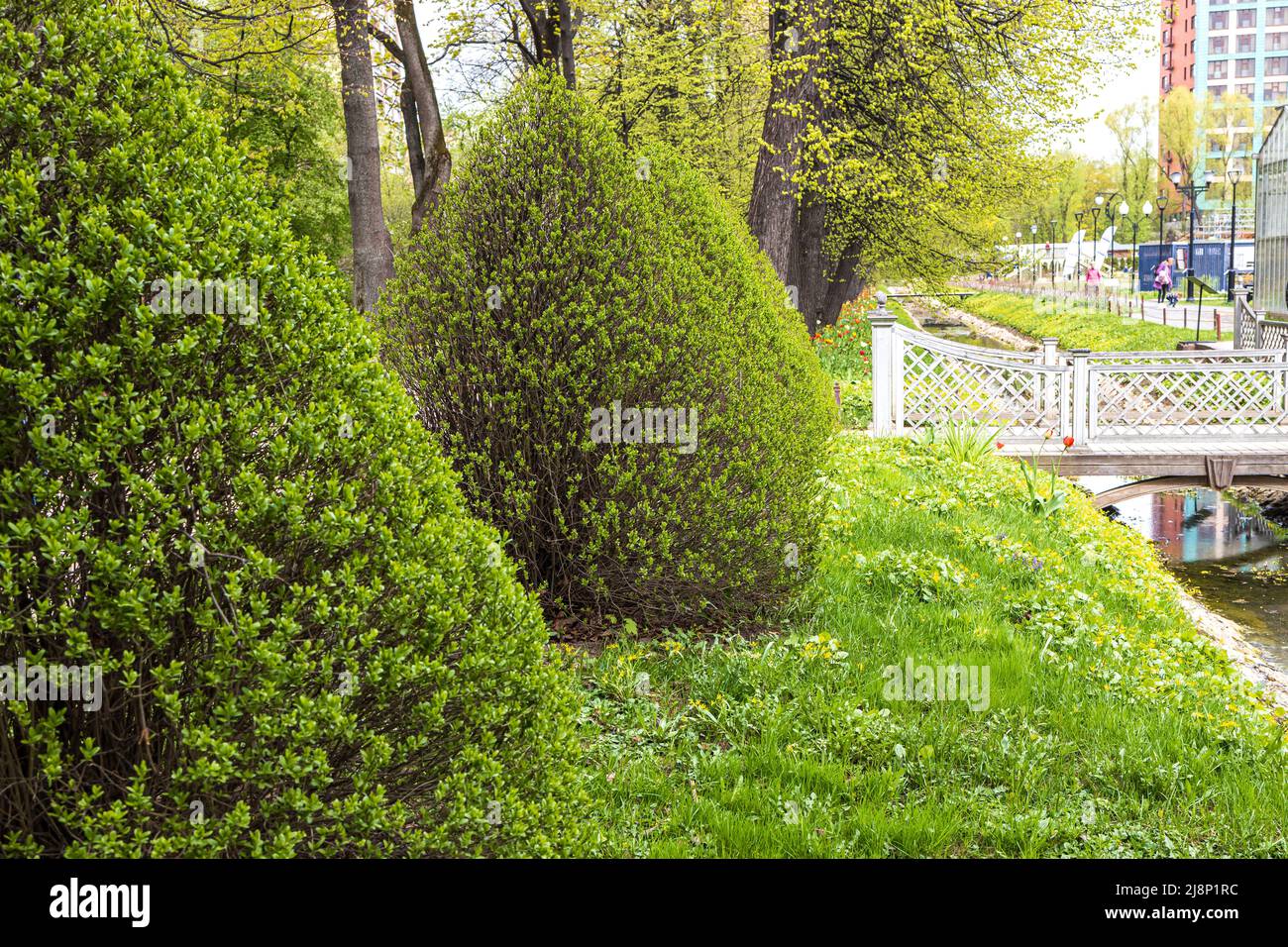 Trimmed bushes Ligustrum vulgare in the form of a pyramid decorate the ...