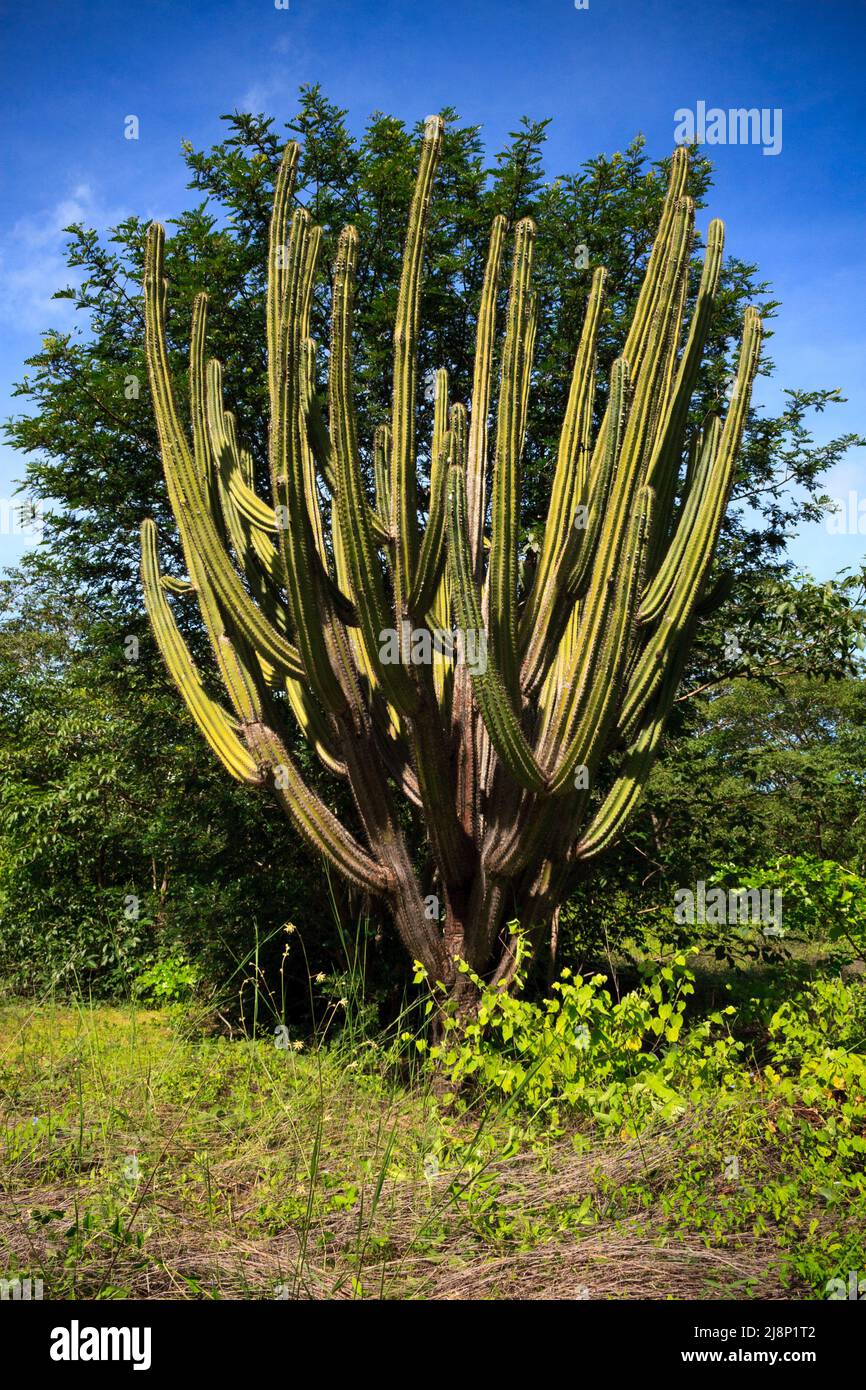 facheiro cactus (pilosocereus pachycladus) in the caatinga forest ...