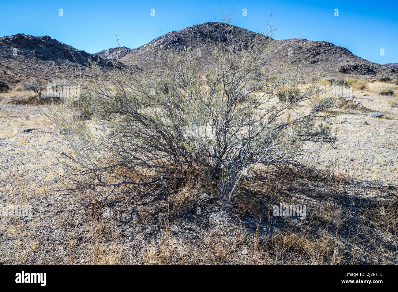Greasewood tree hi-res stock photography and images - Alamy
