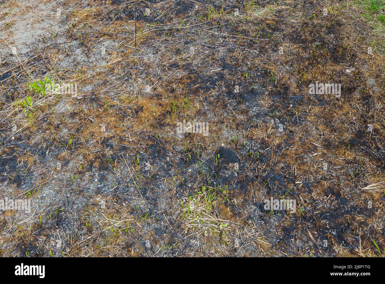 Close up view of burned grass landmark Stock Photo - Alamy