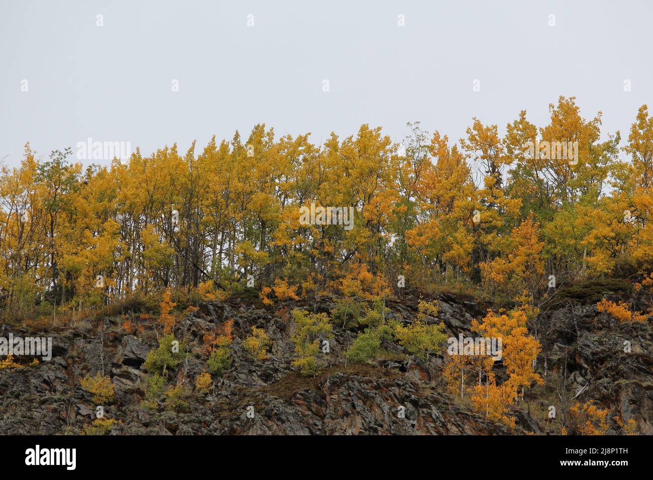 trees on a ridge line in the fall Stock Photo - Alamy