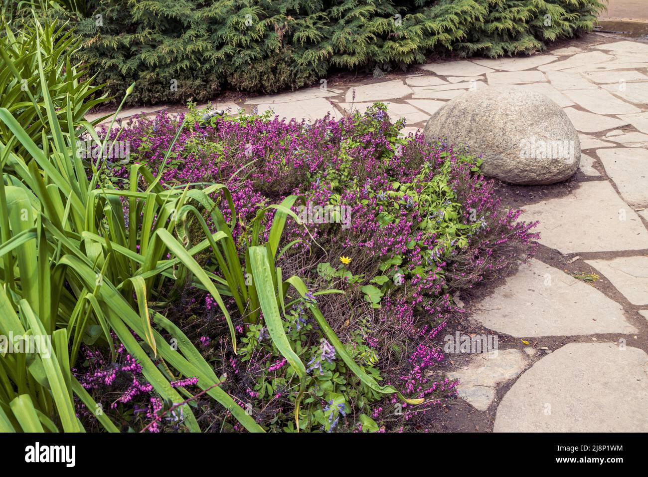 Stone paths with pink heather and juniper in the botanical garden Stock ...