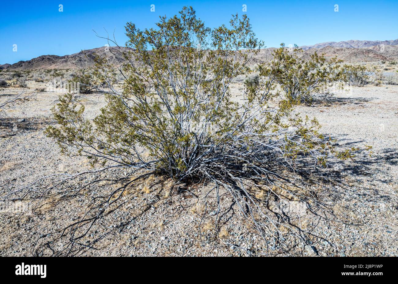 Creosote bushes hi-res stock photography and images - Alamy