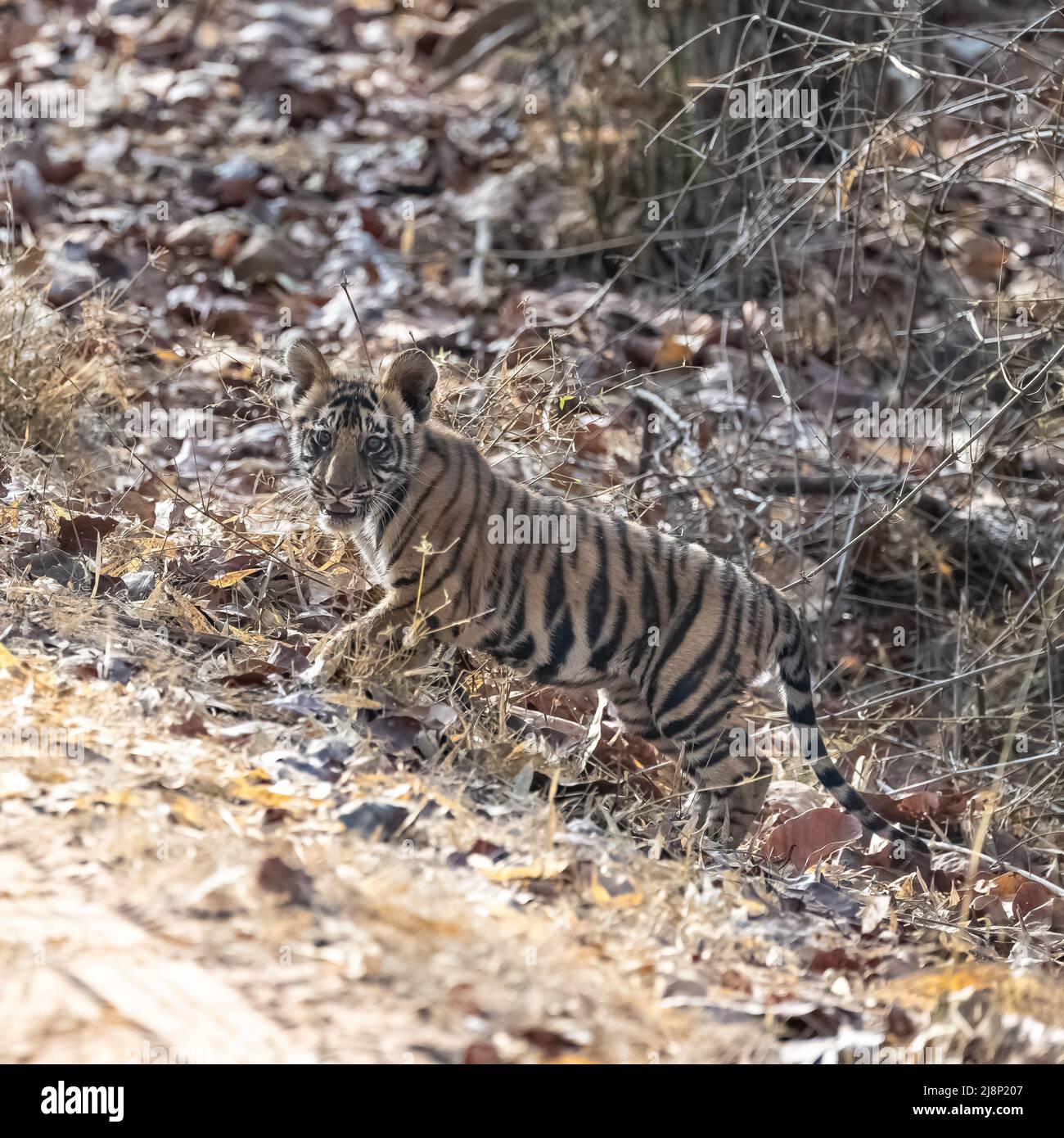 A wild baby tiger, two months old, in the forest in India, Madhya ...