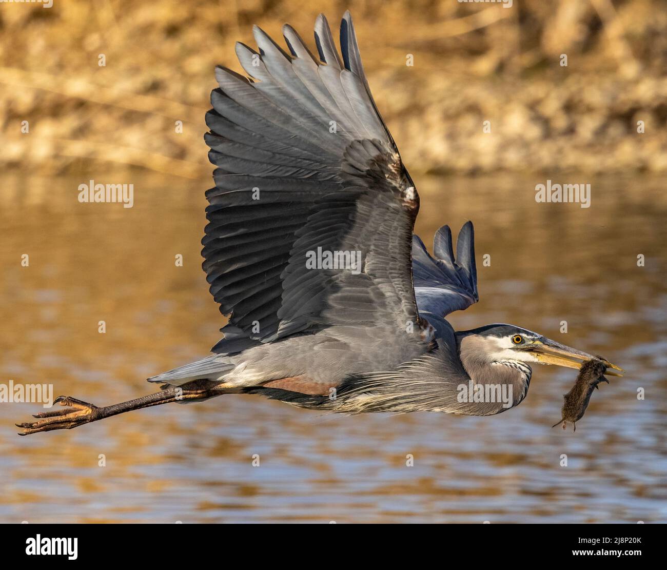 Great blue heron (ardea herodias) in flight grasping vole in beak ...