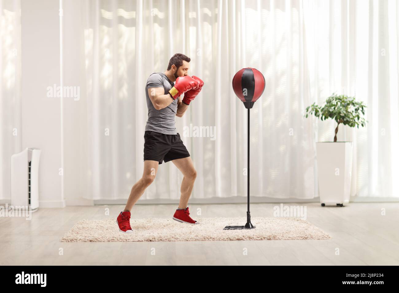 Full length shot of a boxer with red boxing gloves training with a ...