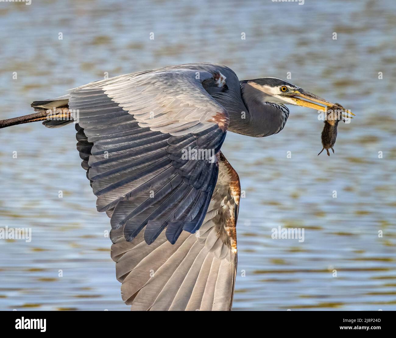 Great blue heron (ardea herodias) in flight grasping vole in beak ...