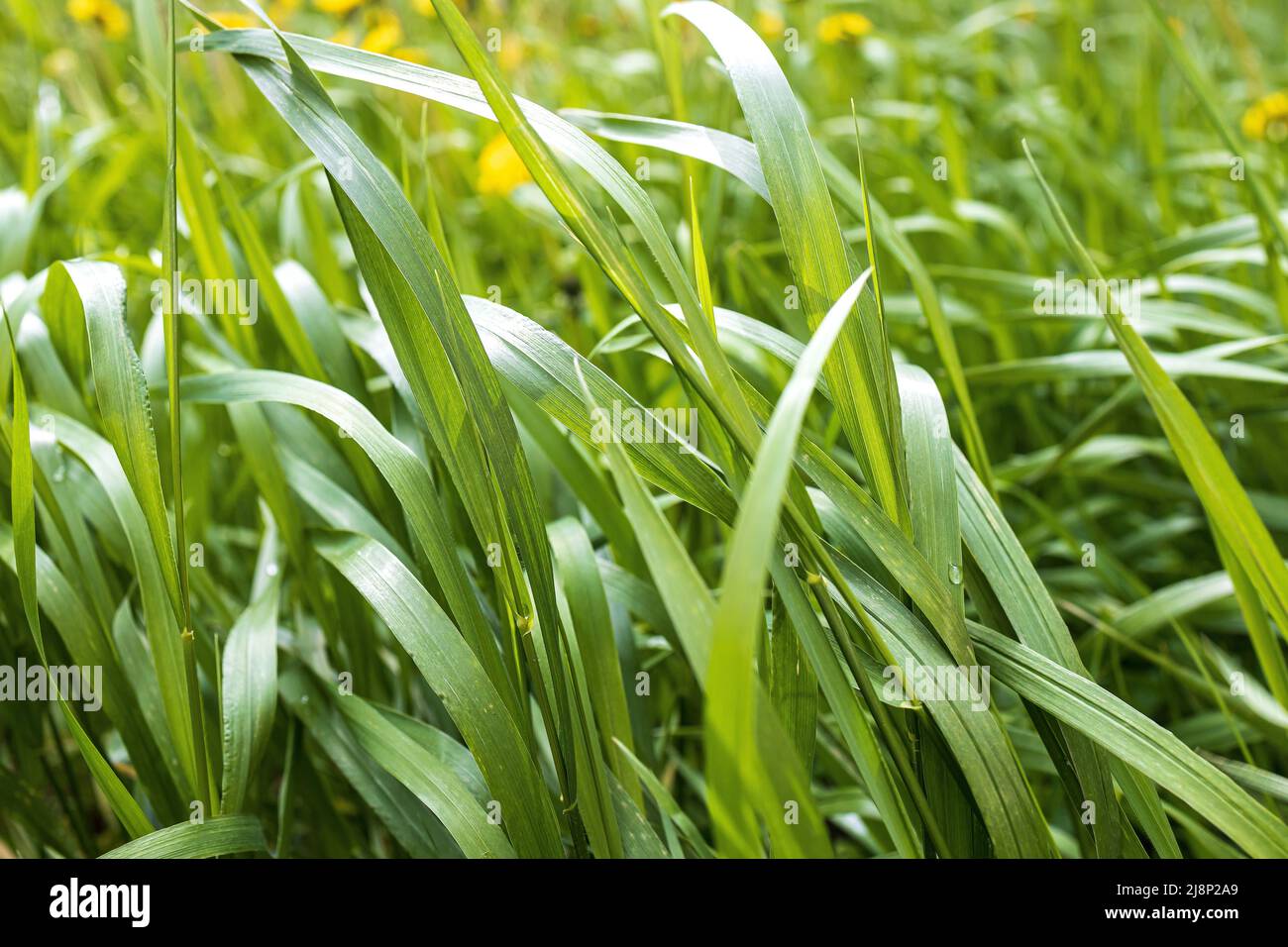Long fresh green grass texture background view of grass garden Ideal ...