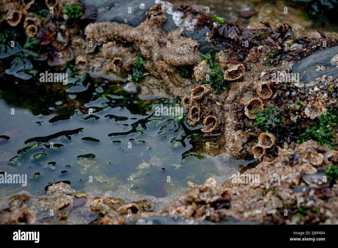 Marine life in exposed rock pools at low tide, Saunton Sands, Devon ...