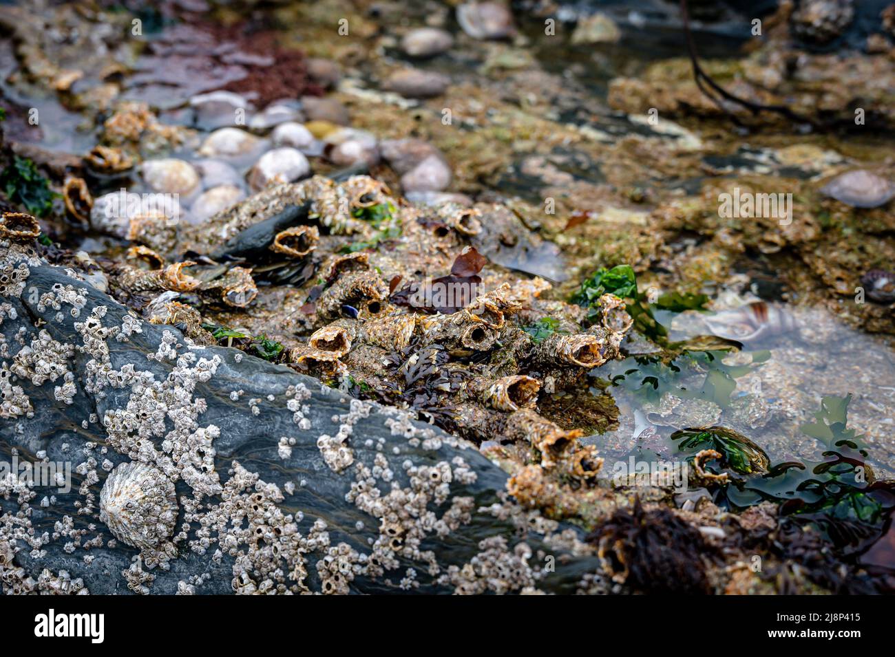 Marine life in exposed rock pools at low tide, Saunton Sands, Devon ...