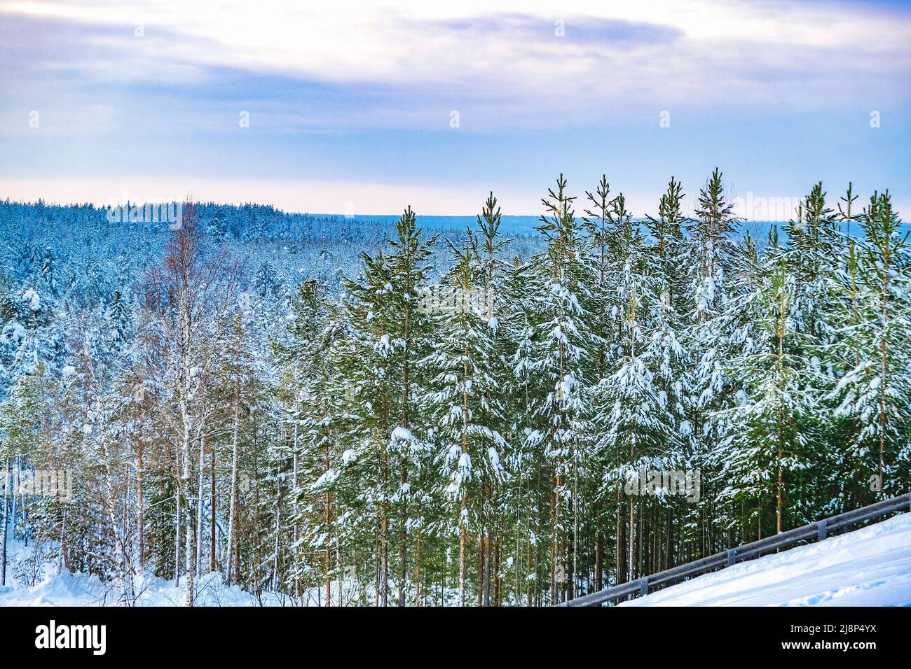 Landscape snowy winter forest. Panoramic view of frost-covered trees in ...