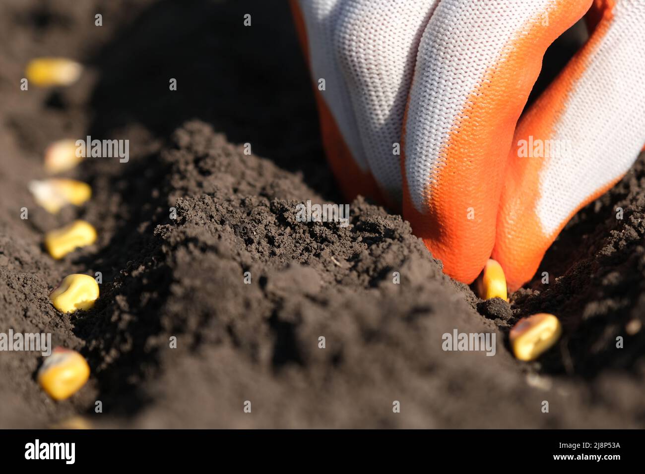 Hand planting corn seed in soil hi-res stock photography and images - Alamy