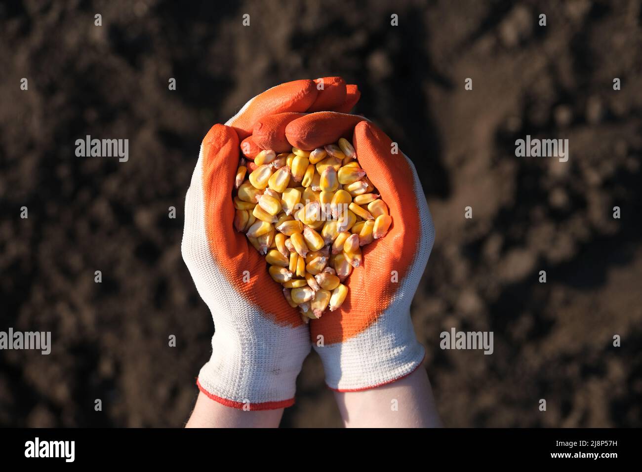 Black farmer in maize field hi-res stock photography and images - Alamy