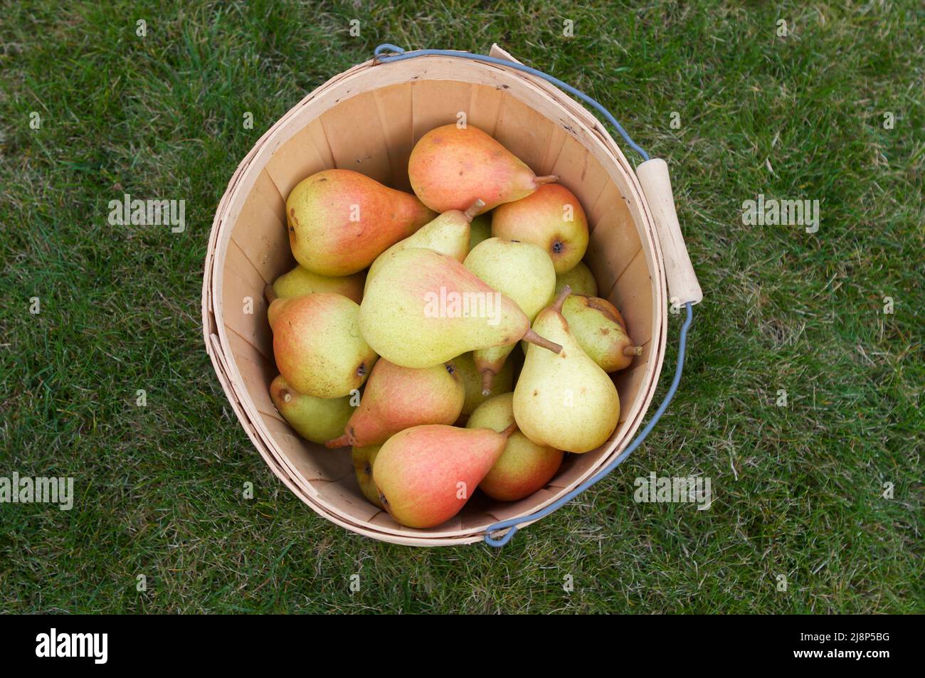A basket of freshly picked, home grown pears on green grass, image ...