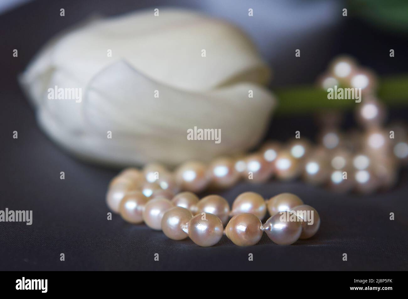 A single strand of champagne pearls with a white tulip on dark gray ...