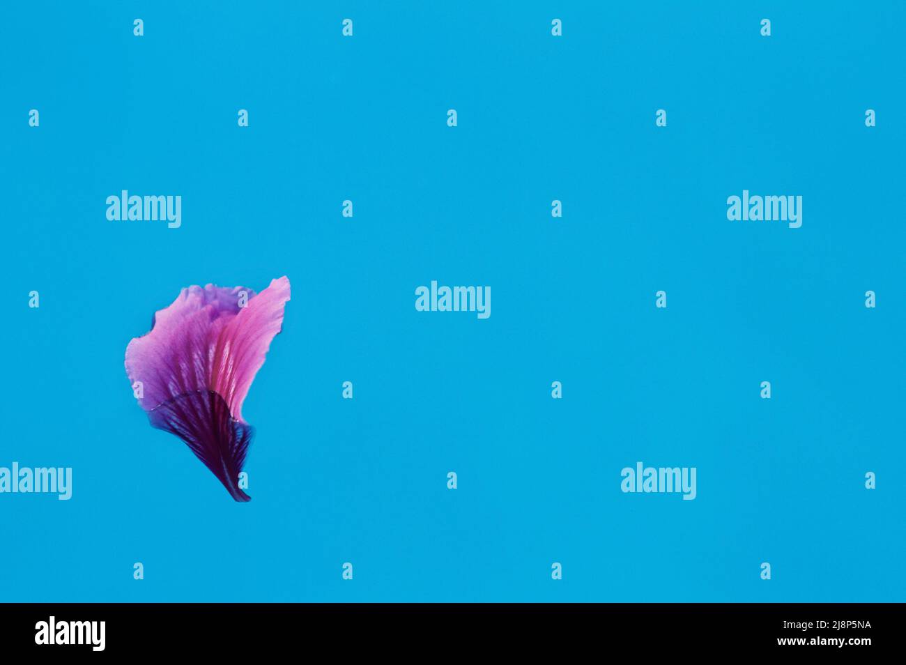A single tropical flower petal floating in a bright blue pool of water ...