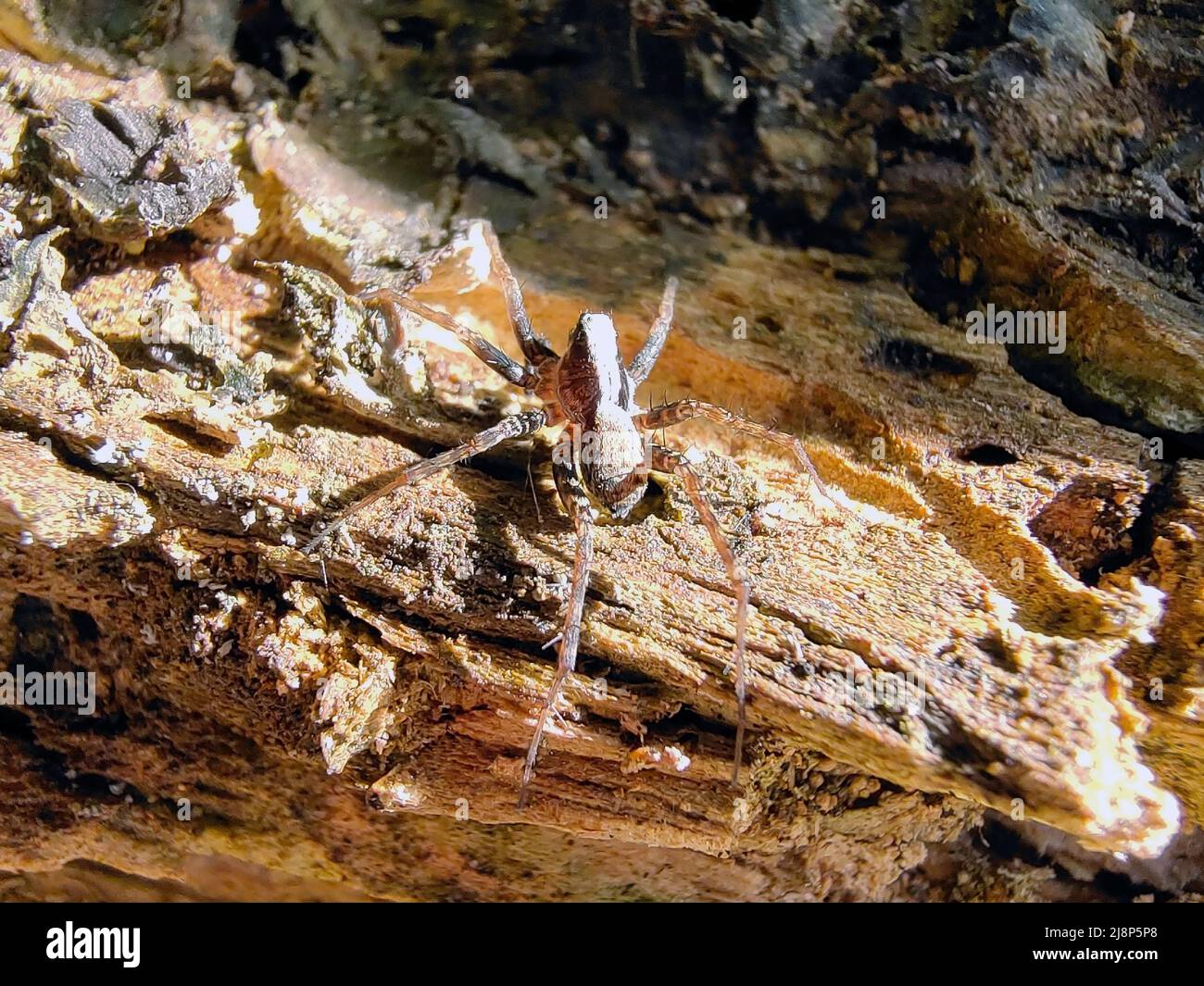 The spider crawls on a wooden porous surface, merging with the ...