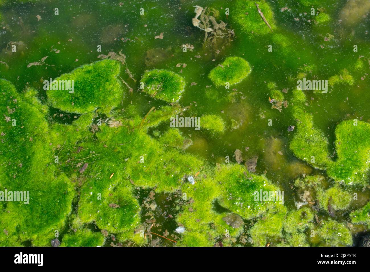River Backwater Green Algae Formation - Plant Growth Stock Photo - Alamy