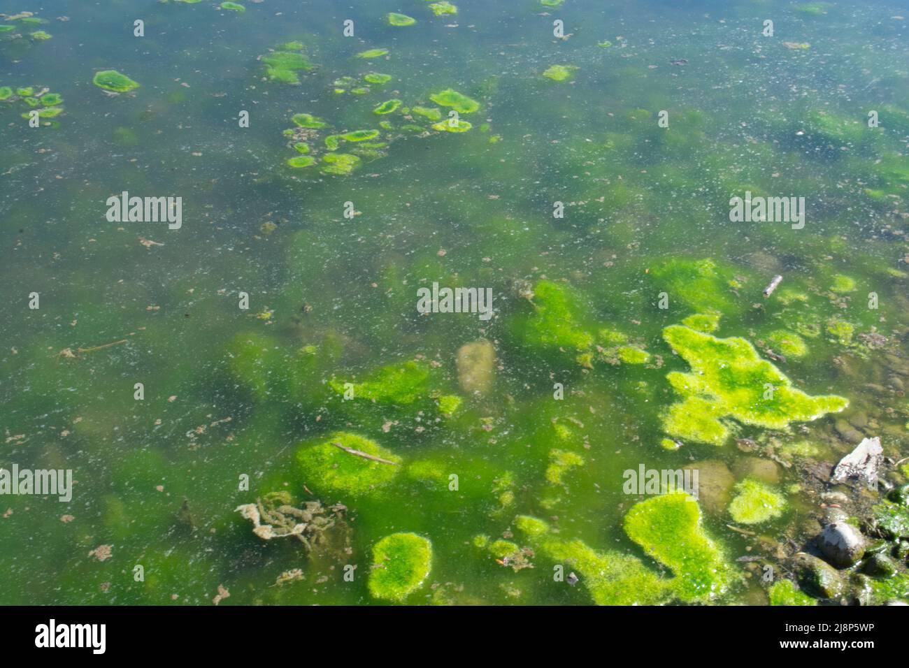 River Backwater Green Algae Formation - Plant Growth Stock Photo - Alamy