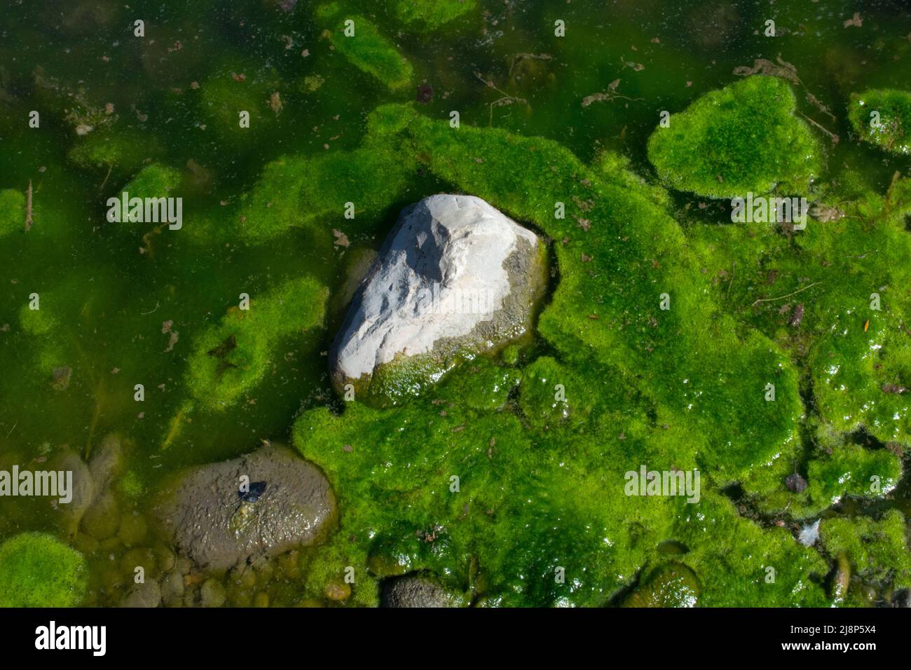 River Backwater Green Algae Formation - Rock In Growth Stock Photo - Alamy