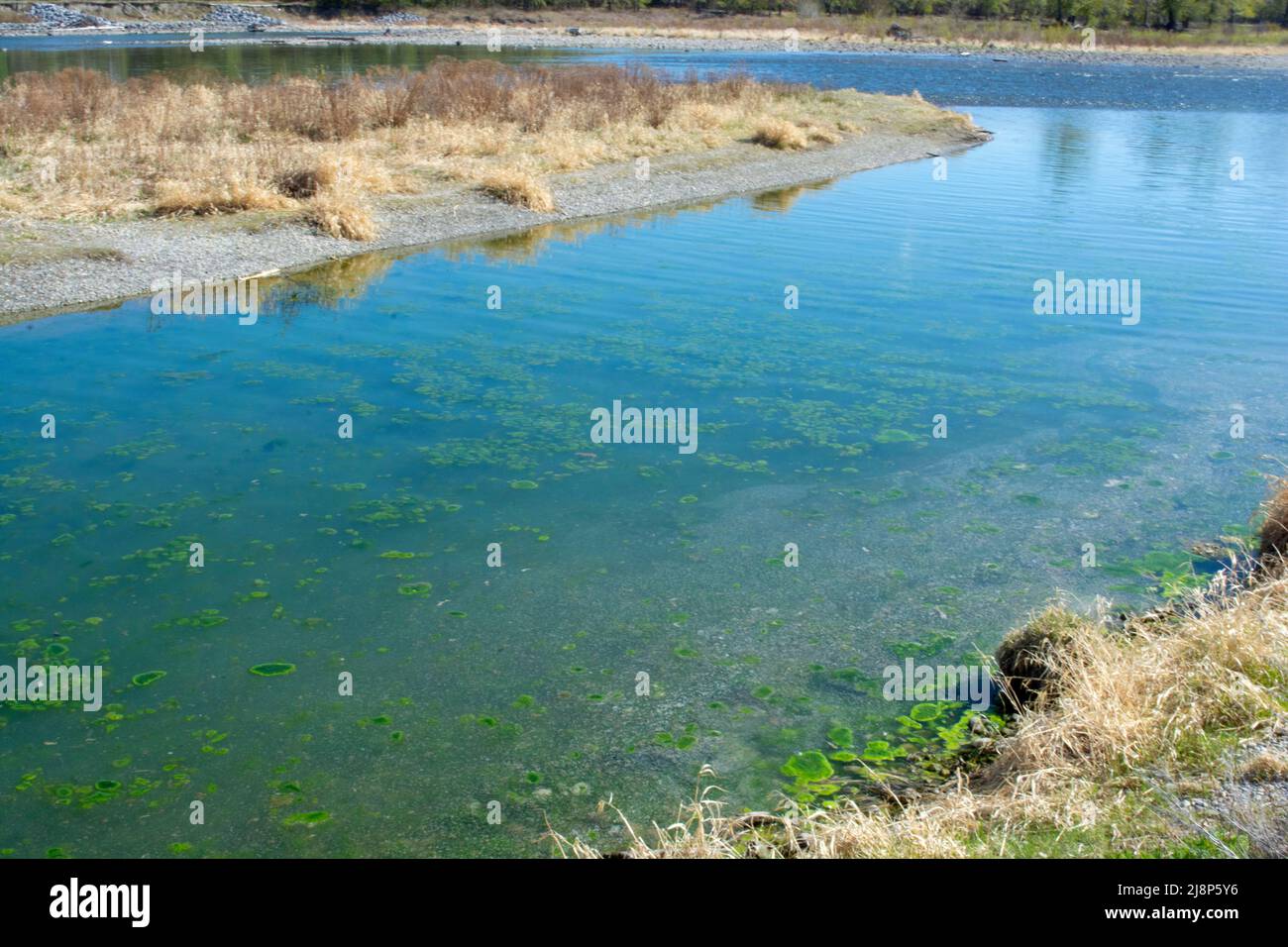 Algae backwater hi-res stock photography and images - Alamy