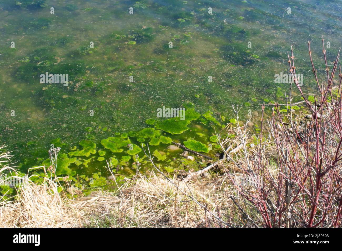 Algae paper hi-res stock photography and images - Alamy