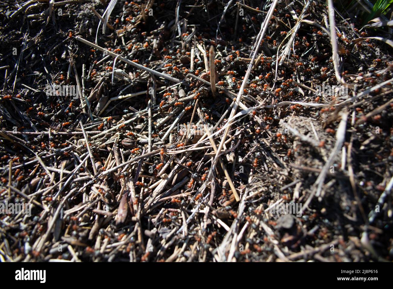 Red Carpenter Ants On Ant Hill In Nature Stock Photo - Alamy