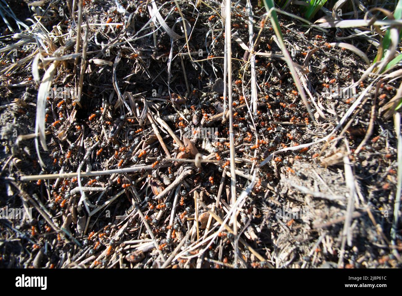Carpenter ant nest hi-res stock photography and images - Alamy