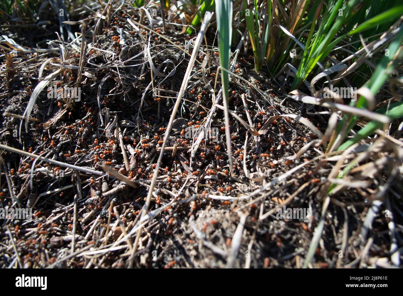 Carpenter ant nest hi-res stock photography and images - Alamy